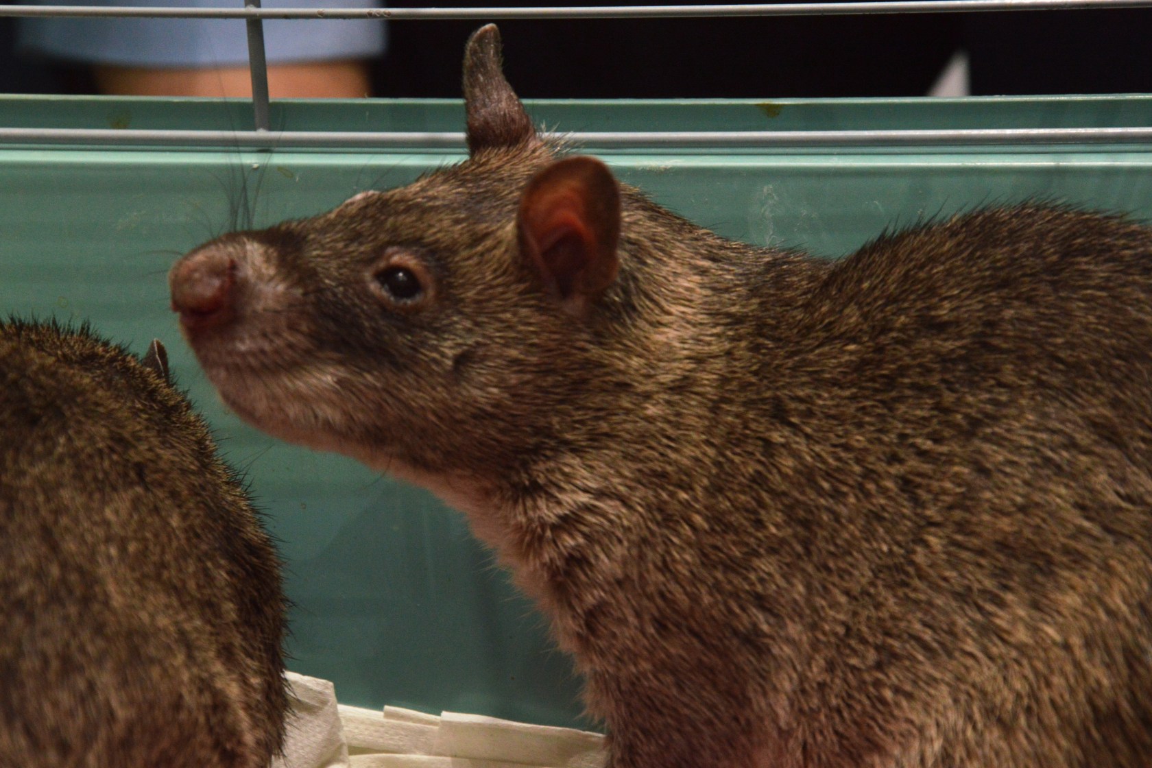 The 8 Most Problematic Invasive Species in Florida Right Now