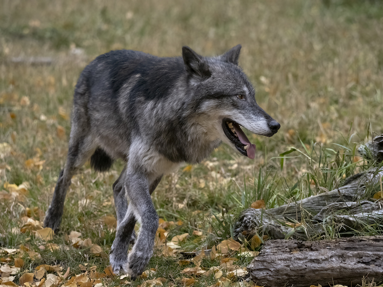 How Big Wolves Really Are