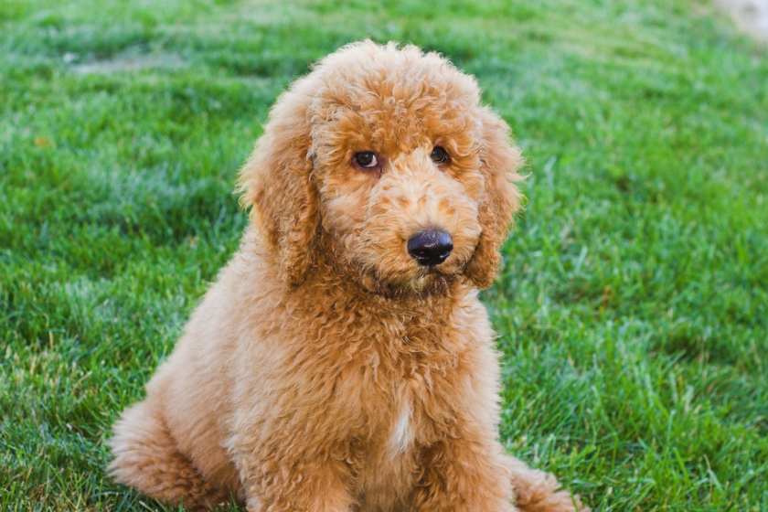 Hypoallergenic Dogs: 10 Breeds & What Makes Them Allergen-Friendly