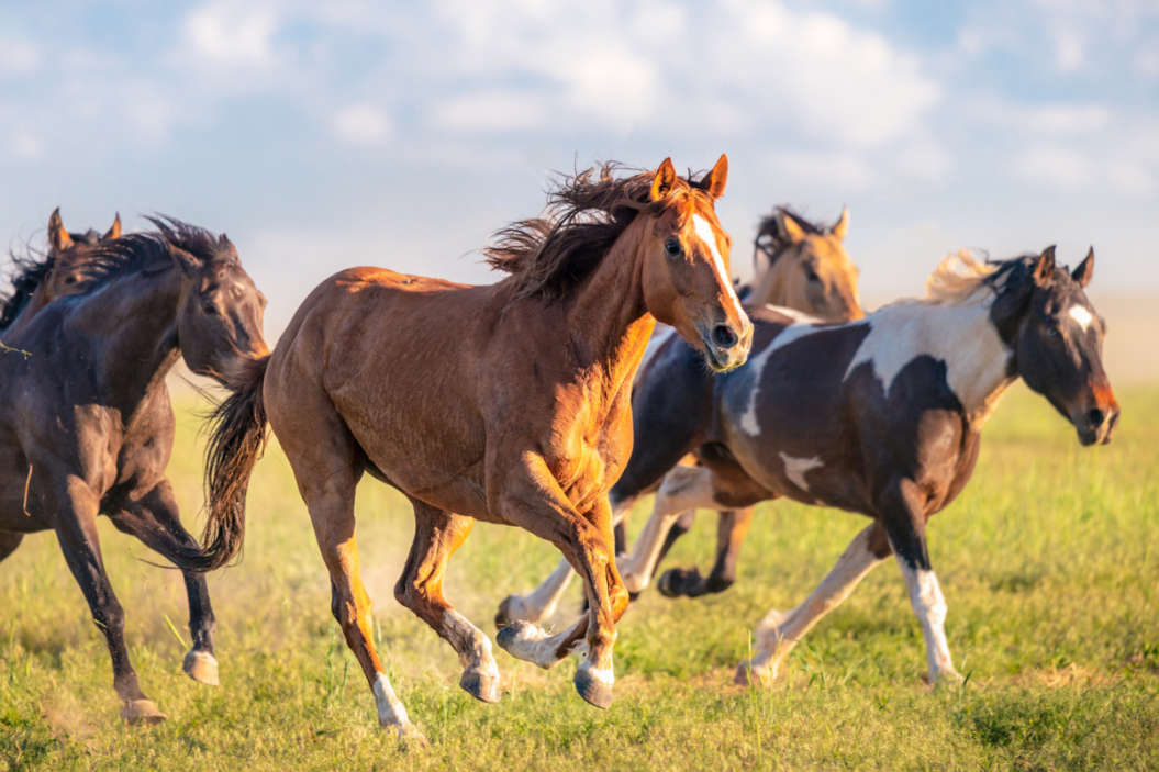 20 Most Popular Horse Breeds From Around The World