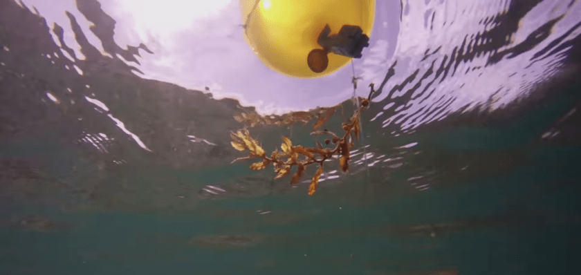 Saltwater Fishing Rigs: 7 Best Setups For Any Approach