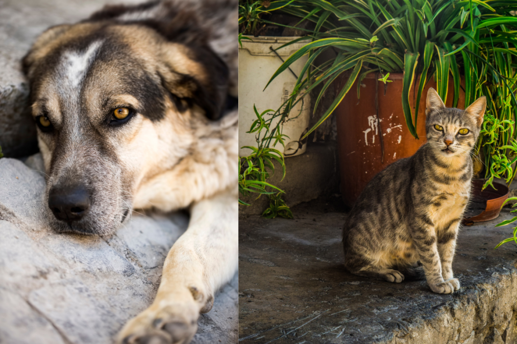 5 Tips For Helping Strays During The Winter - Wide Open Spaces