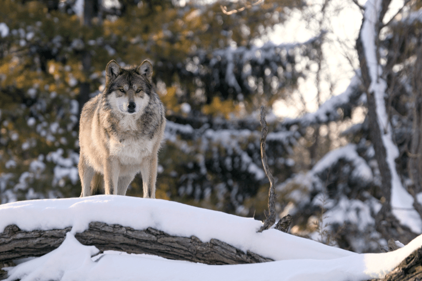 How Big Are Wolves? Size of a Gray Wolf, Timber Wolf, and More