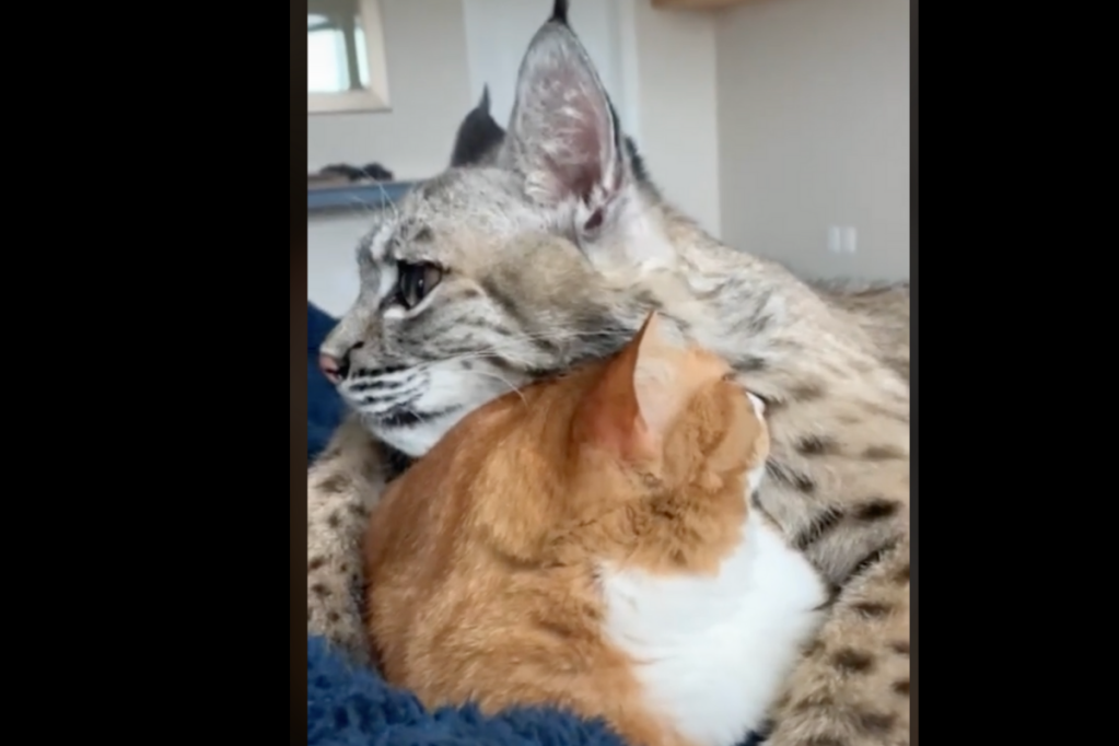 Kovu The Bobcat Snuggles With Cat Best Friend - Wide Open Spaces
