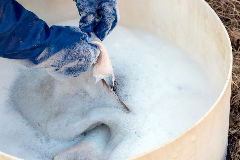 Tanning a Deer Hide: 6 Easy DIY Steps