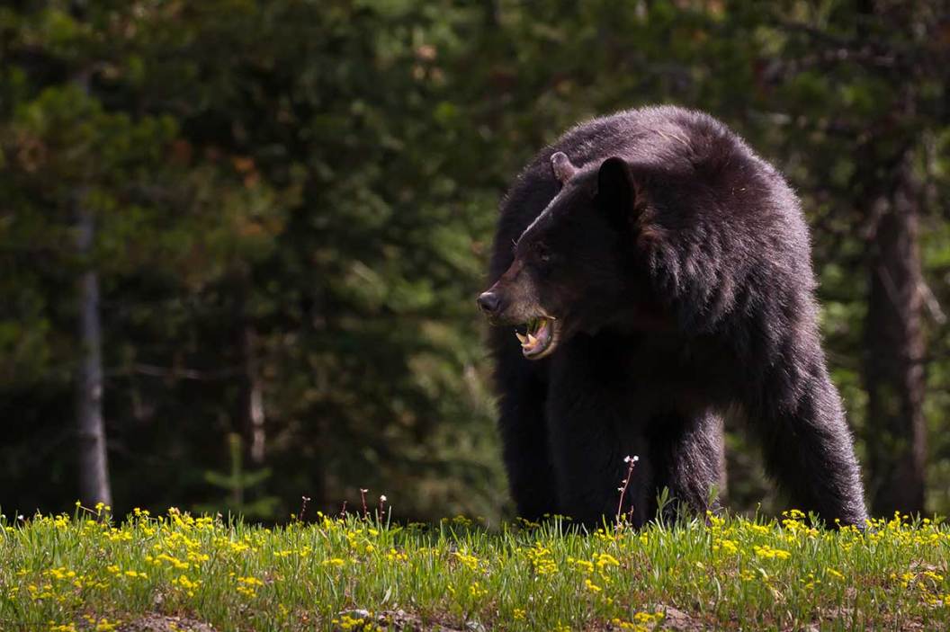 Are Black Bears Dangerous? What to Do If You Encounter One