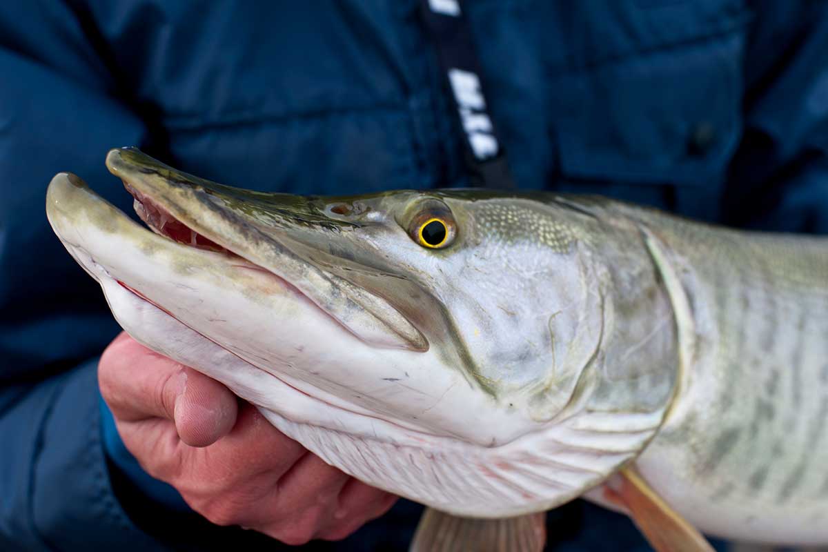 6 of the Hardest Fish to Catch in the World - Wide Open Spaces