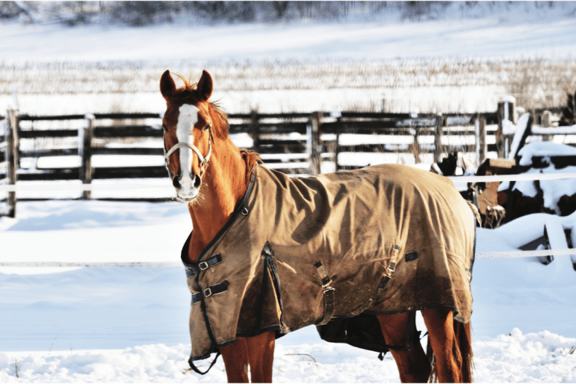 How to Prepare Horses for Long, Cold Winter Months