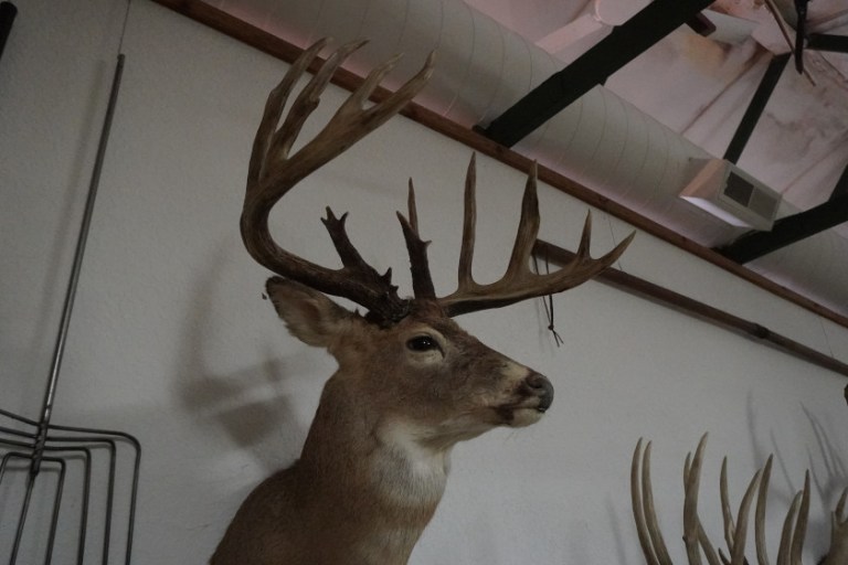 The Mel Johnson Buck: Pope and Young's Greatest Typical Whitetail of ...