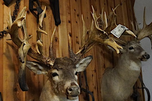 The Minnesota Monarch: a Giant Buck Known Only By World Record Sheds ...