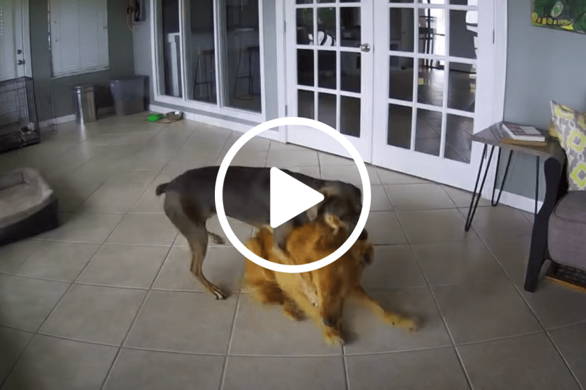 What Seizures Look Like In Dogs + How They Differ From Humans