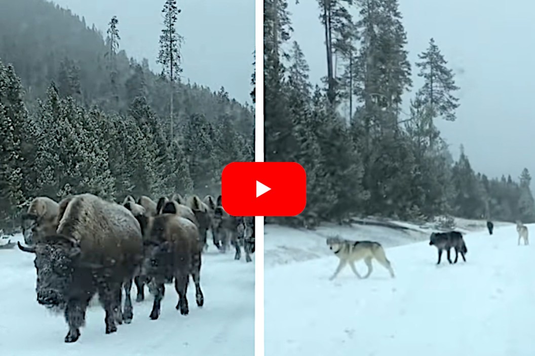 Bison Herd Escape Harassing Wolves By Putting Tourist Vehicle Between ...