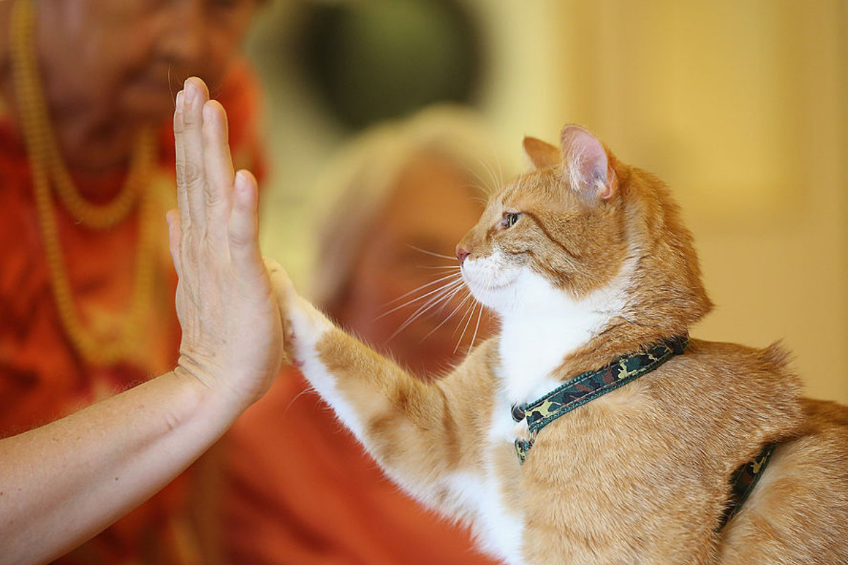 9 Cats Acting Like Humans in an Eerily Similar Way