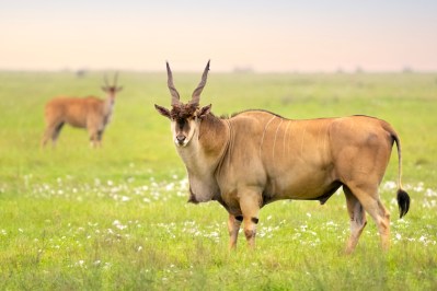 10 Best Animals to Hunt in Africa