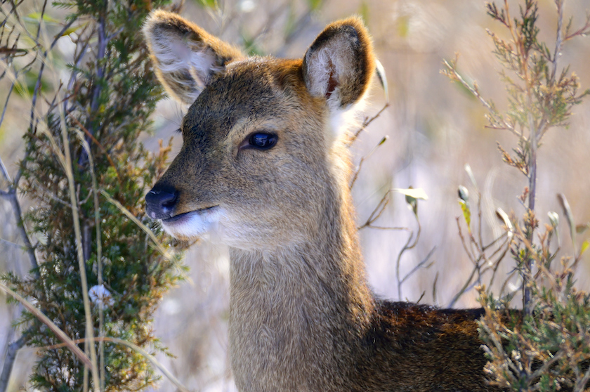 Sika Deer: Why the Maryland Hunt Belongs on Your Bucket List