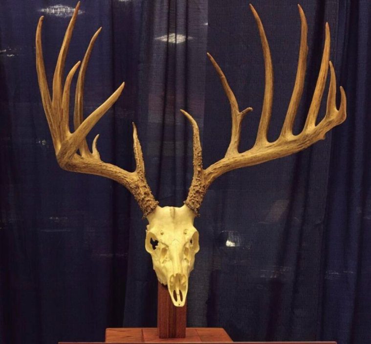 The Record-Shattering, 200-Inch Buck That Sat Forgotten for Decades