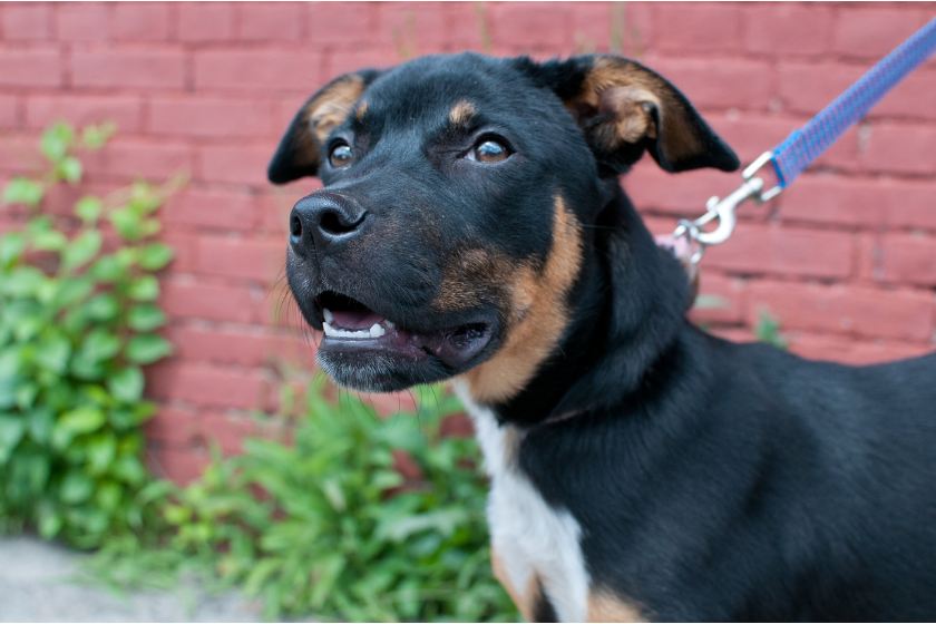 Leash Training a Puppy: 8 Step Guide to Success for Any Pup