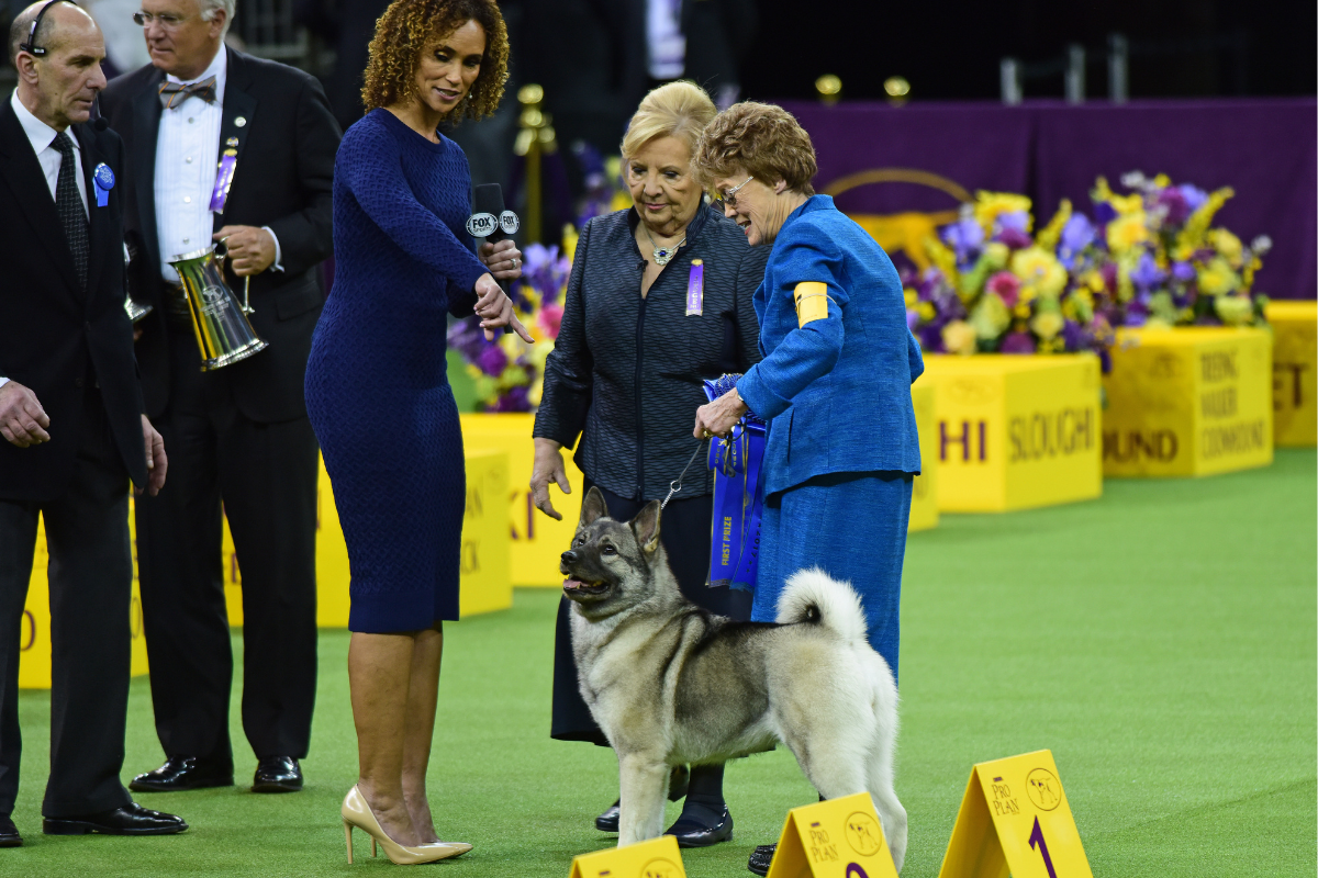 Judging The Westminster Dog Show: How They Choose A Champion