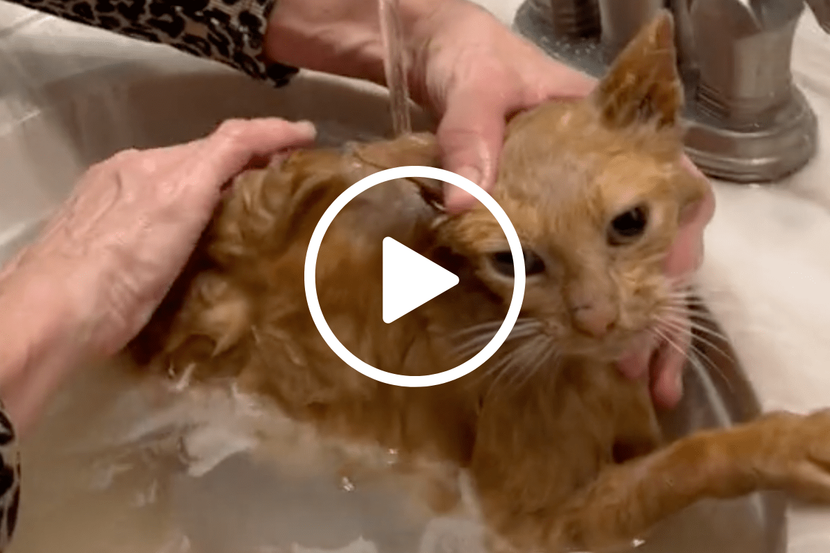 Neglected Cat's Rescue Needs to Raise Awareness For Strays - Wide Open ...