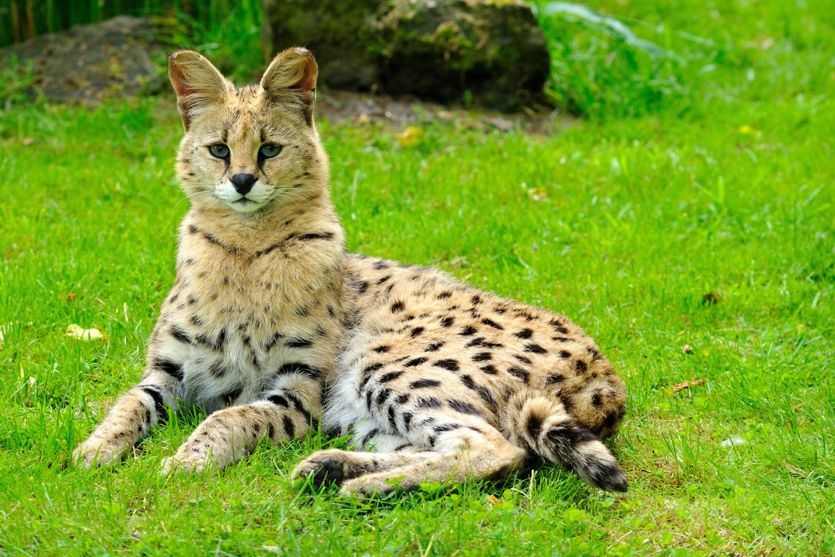 Serval Cat: Exotic Breed Facts to Consider Before Ownership