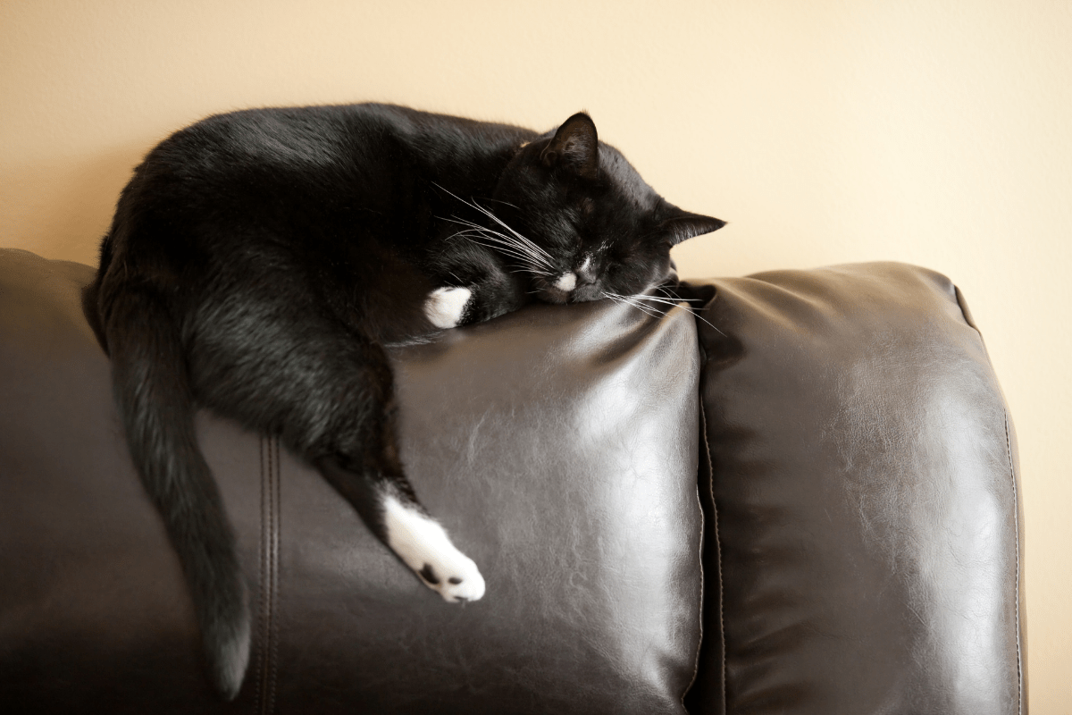 10 Cat Sleeping Positions & What They Say About Your Cat