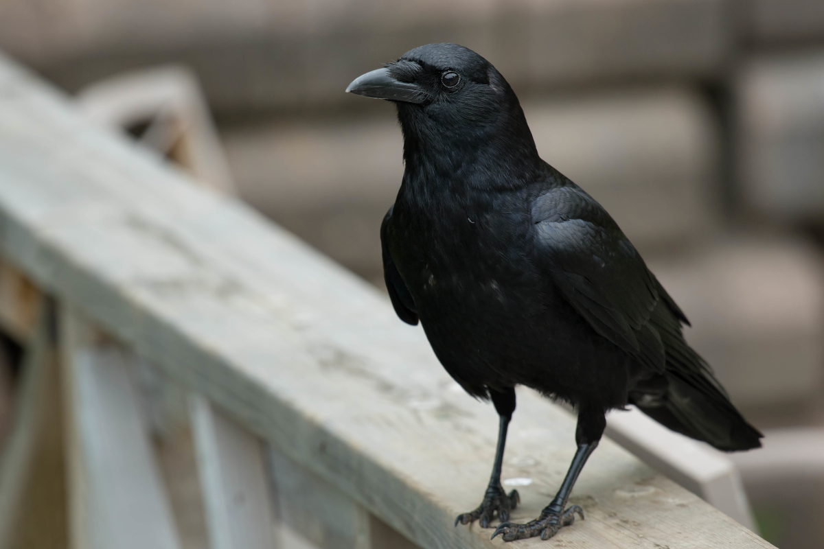 Crow Hunting 101: How to Fool One of the Smartest Birds in the Woods