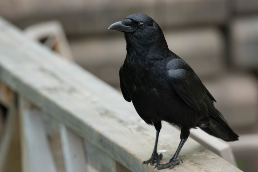 Crow Hunting 101: How to Fool One of the Smartest Birds in the Woods