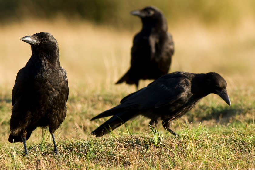 Crow Hunting 101: How to Fool One of the Smartest Birds in the Woods