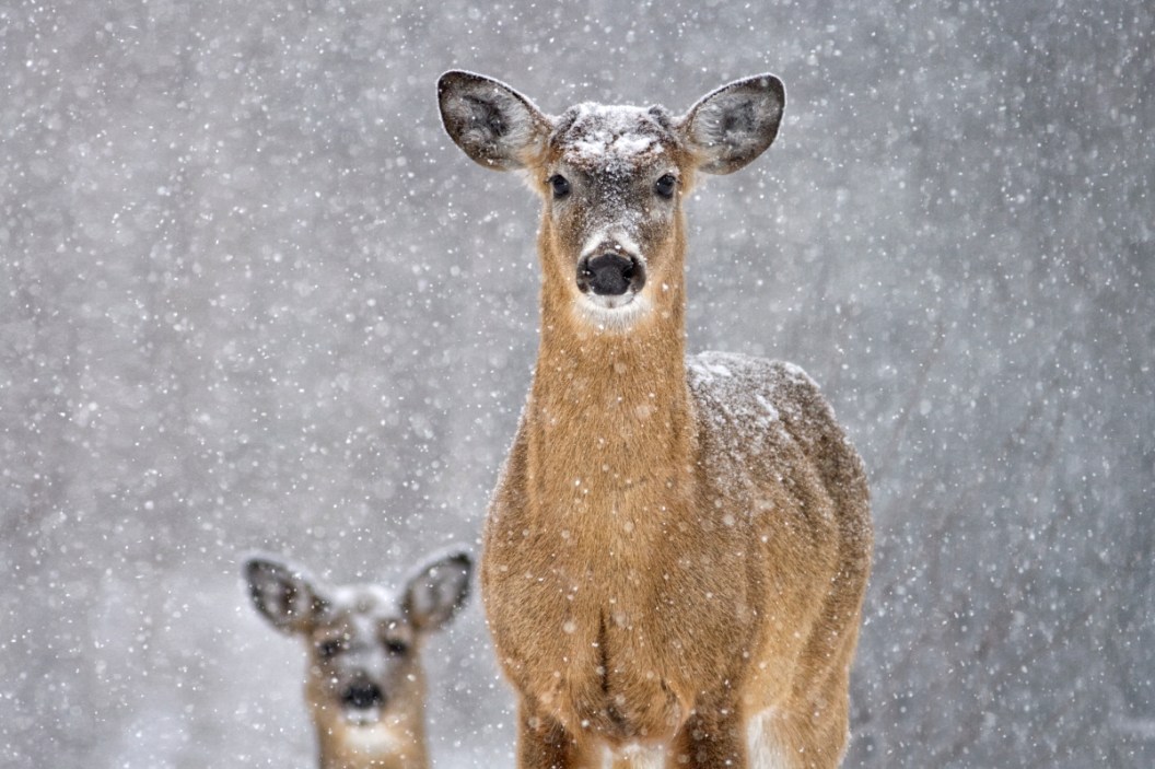 What Deer Do to Survive the Coldest Parts of the Winter - Wide Open Spaces