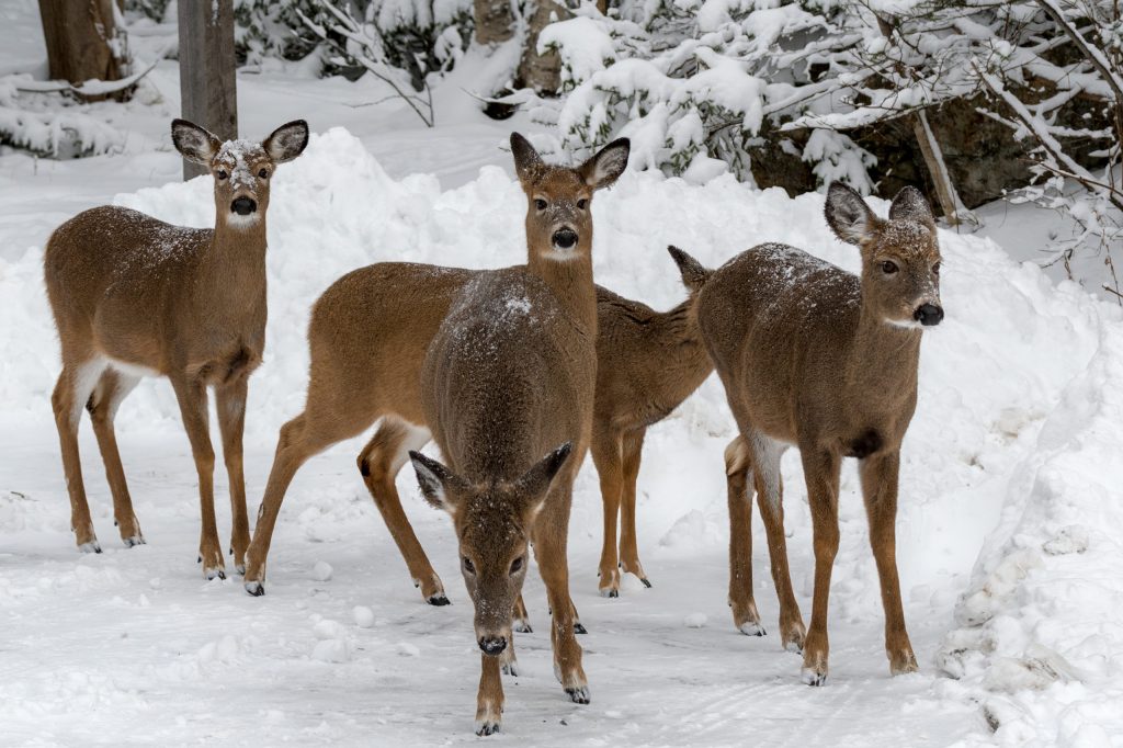 What Deer Do to Survive the Coldest Parts of the Winter - Wide Open Spaces