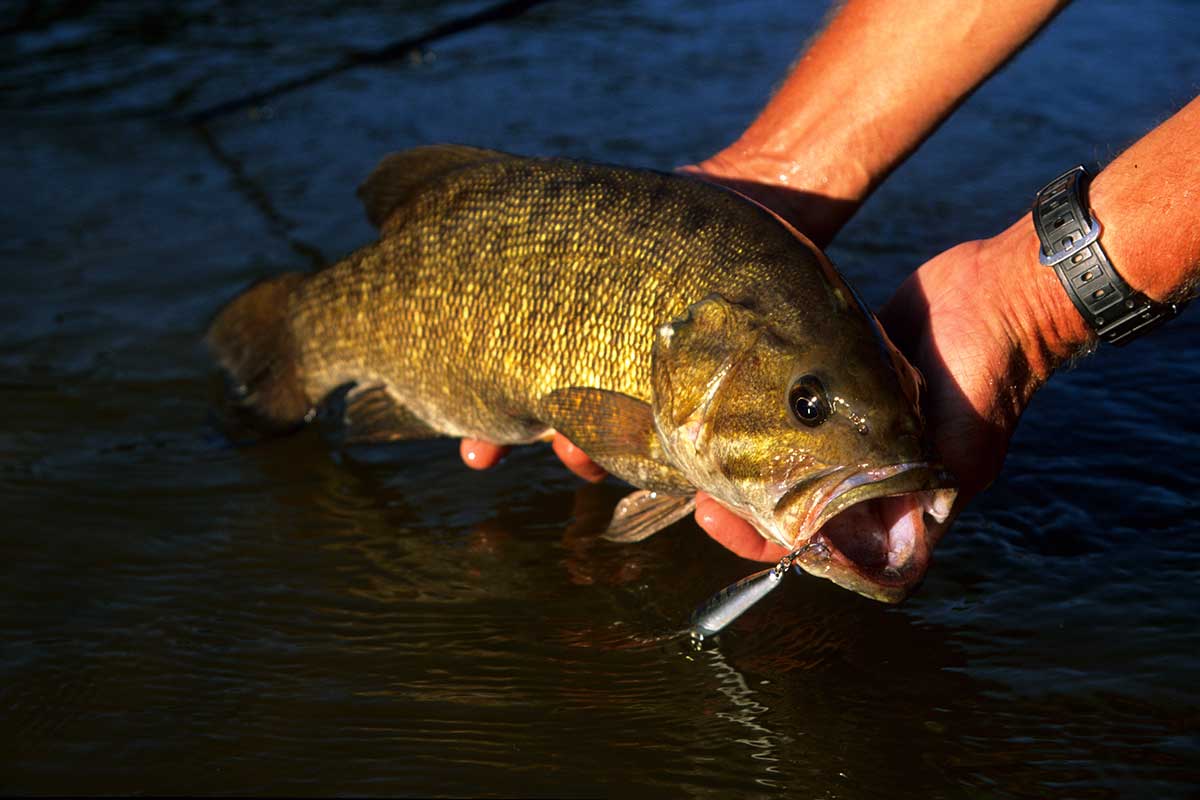 Bass Fishing Rules: 5 Things to Govern Your Approach - Wide Open Spaces