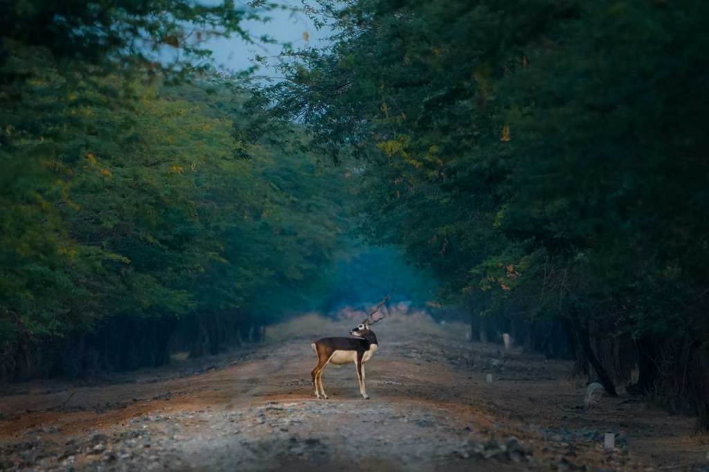 Blackbuck Hunting: How and Where to Hunt the Exotic Species in America ...