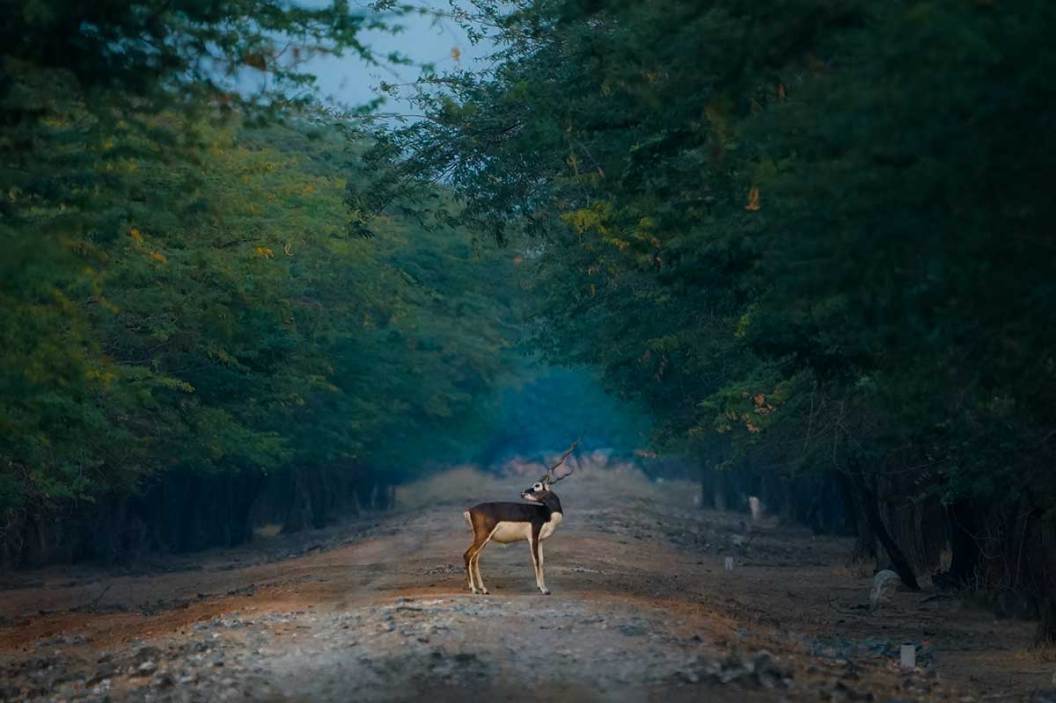 Blackbuck Hunting: How and Where to Hunt the Exotic Species in America ...
