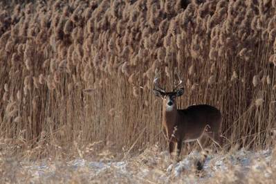 Deer Habitat Zones, and How to Use These Necessities for Hunting - Wide ...