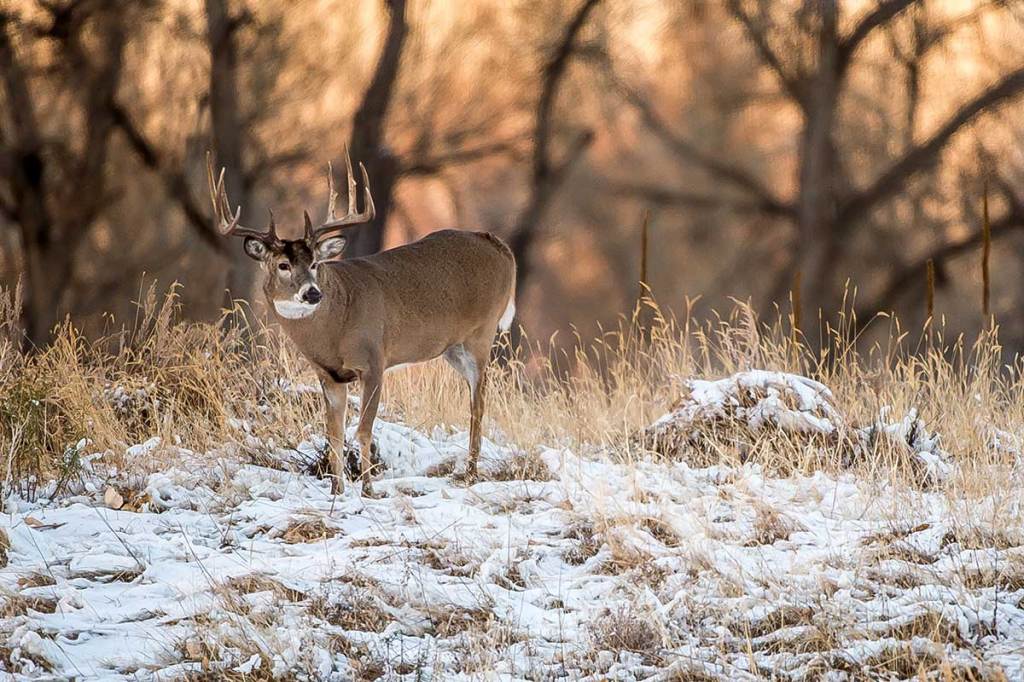 Final Moments of Deer Season: How to Make the Most of It - Wide Open Spaces