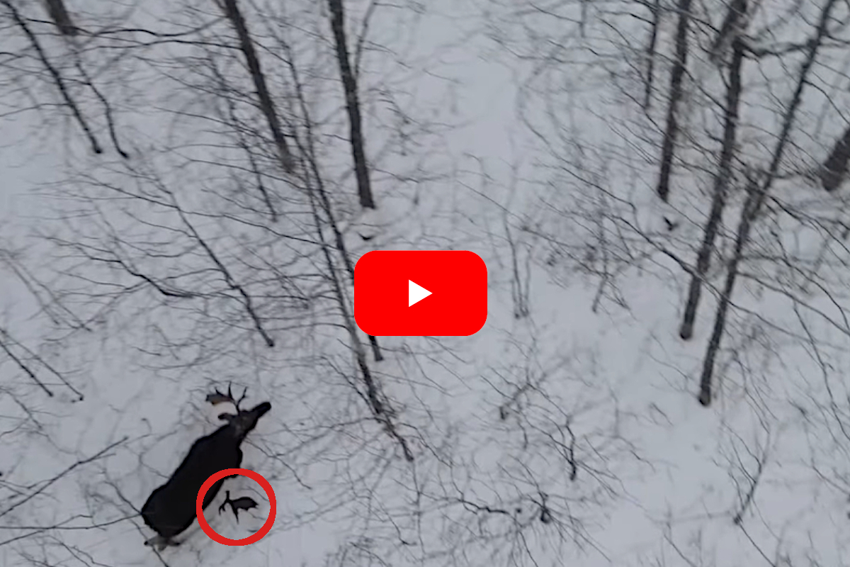 Drone Captures The Exact Moment a Bull Moose Sheds a Massive Antler ...