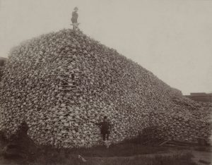 Overhunting’s History: What We Can Learn From Perhaps the Worst Era of ...