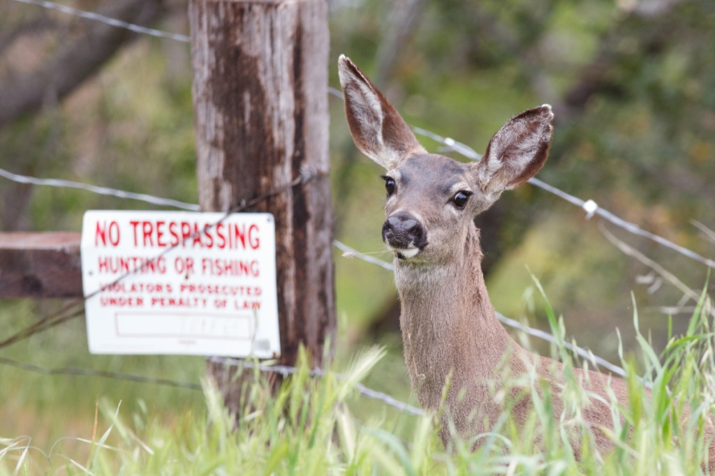 No-Trespassing Purple Paint: What It Means and What to Do