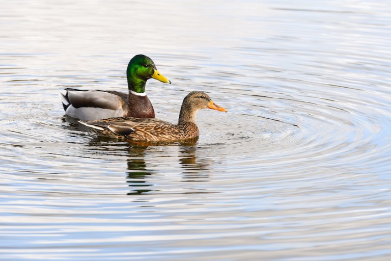 10 Most Popular Duck Species to Hunt