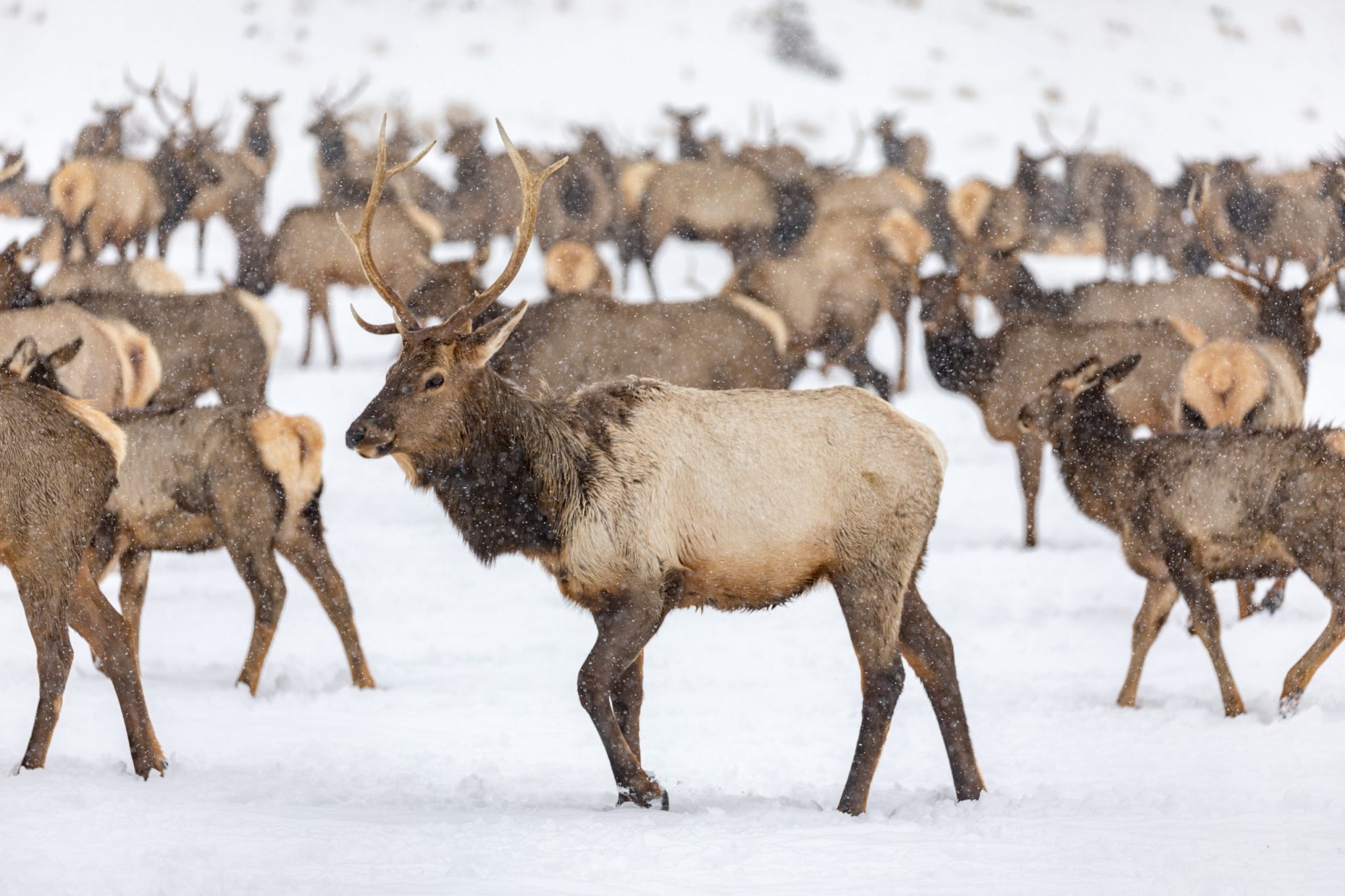 Facts About Elk: 8 Impressive Things You May Not Know - Wide Open Spaces