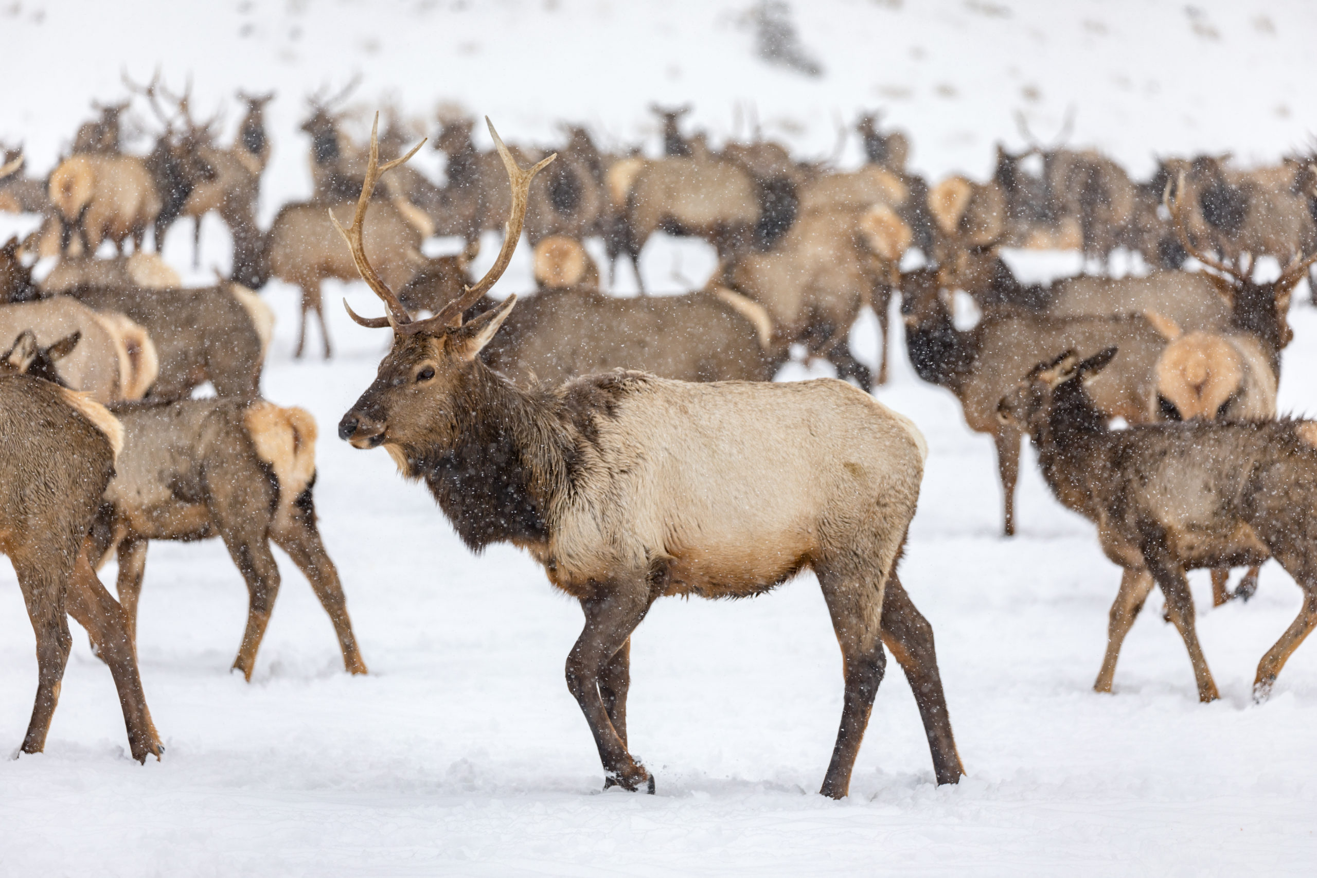Facts About Elk: 8 Impressive Things You May Not Know - Wide Open Spaces