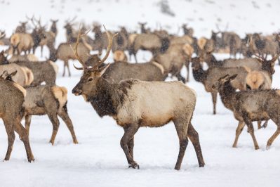 Facts About Elk: 8 Impressive Things You May Not Know - Wide Open Spaces