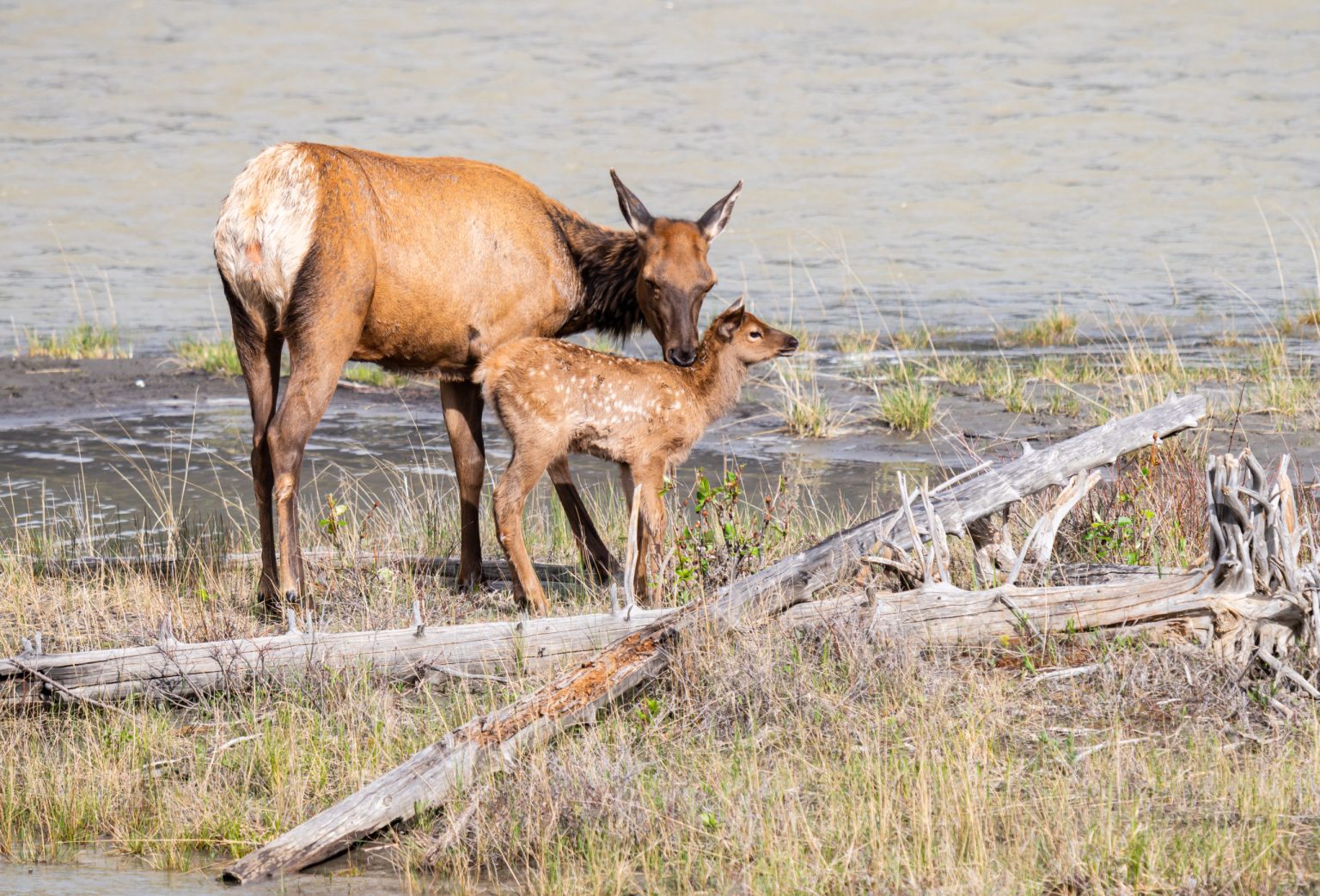 Facts About Elk: 8 Impressive Things You May Not Know - Wide Open Spaces