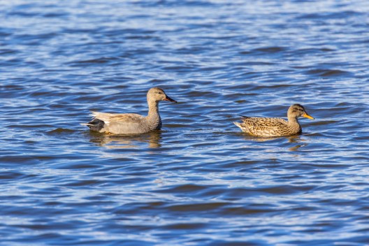 10 Most Popular Duck Species to Hunt
