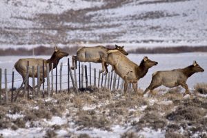 Facts About Elk: 8 Impressive Things You May Not Know - Wide Open Spaces