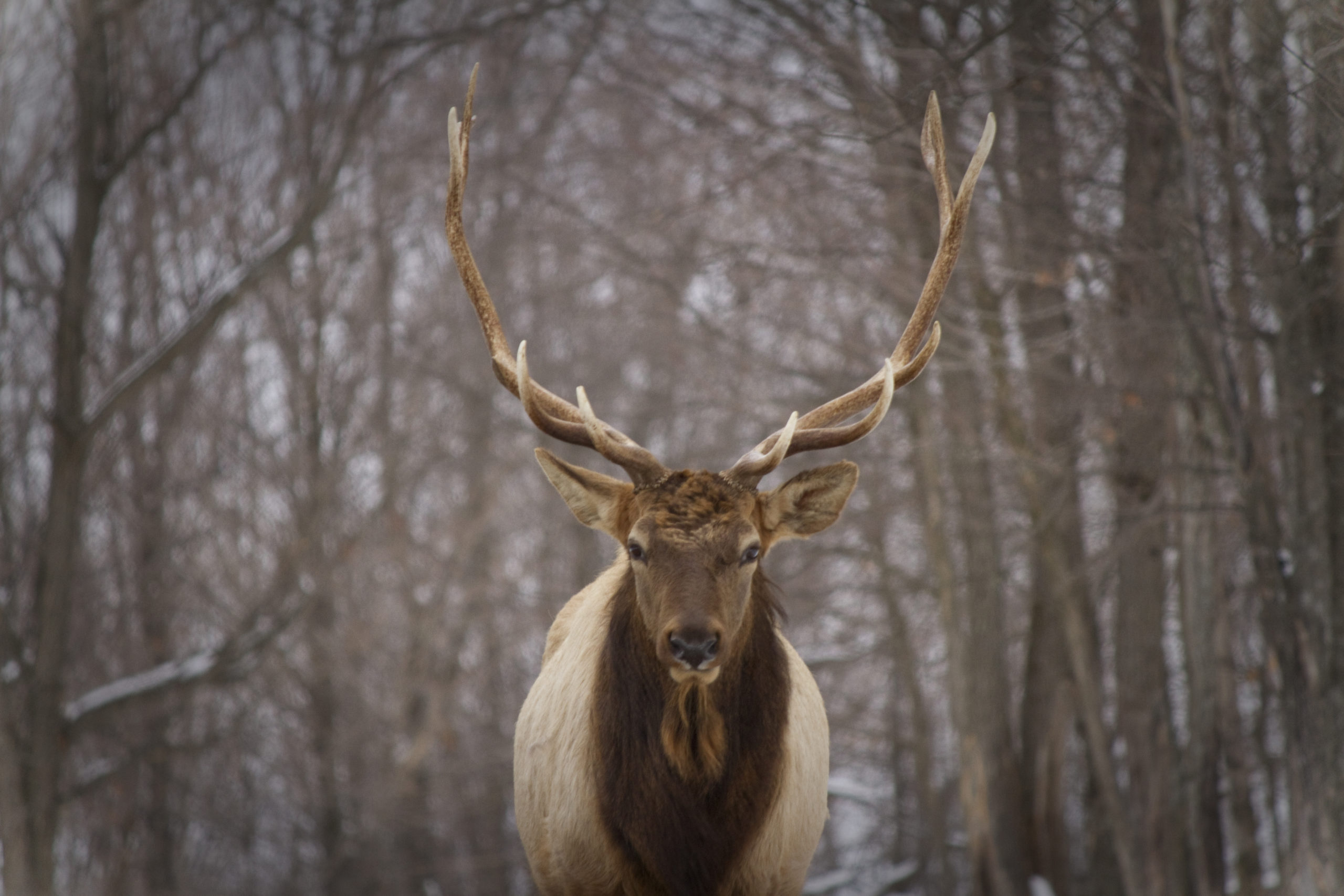 Facts About Elk: 8 Impressive Things You May Not Know - Wide Open Spaces