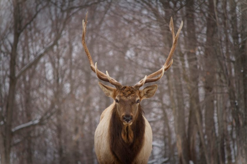 Facts About Elk: 8 Impressive Things You May Not Know - Wide Open Spaces