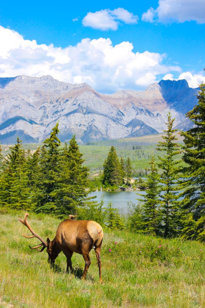 Facts About Elk: 8 Impressive Things You May Not Know - Wide Open Spaces