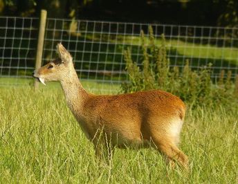 Facts About Elk: 8 Impressive Things You May Not Know - Wide Open Spaces