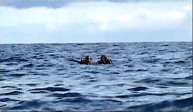 PHOTOS: 8 Aquatic Horror Movies That Made Us Afraid to Get Back in the ...